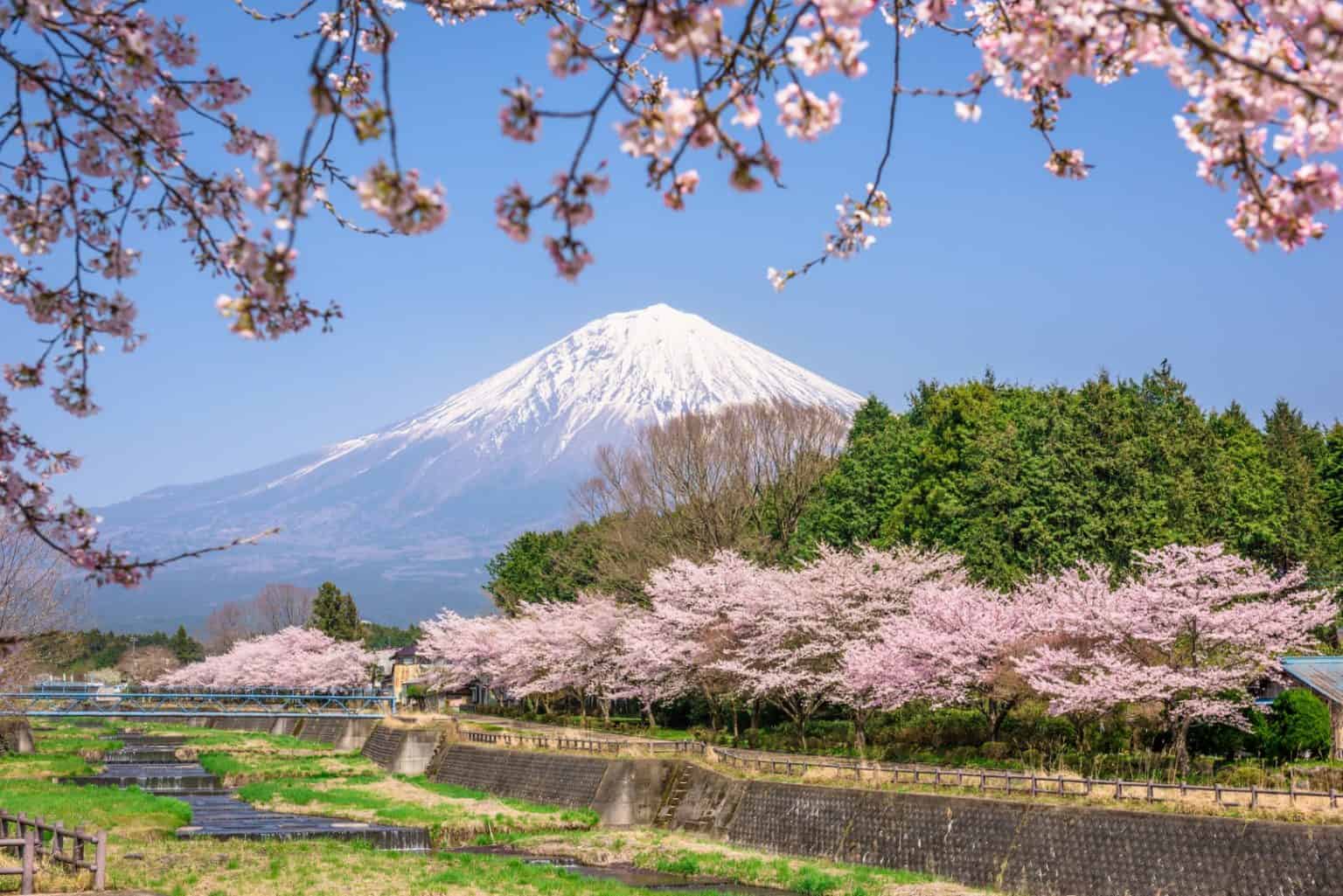 16+ Essential Japanese Words for Spring - Team Japanese