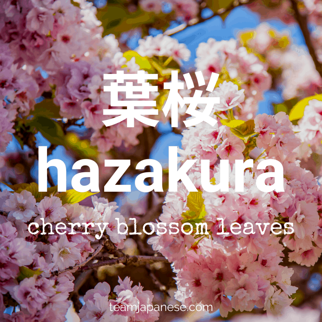 16+ Essential Japanese Words for Spring - Team Japanese