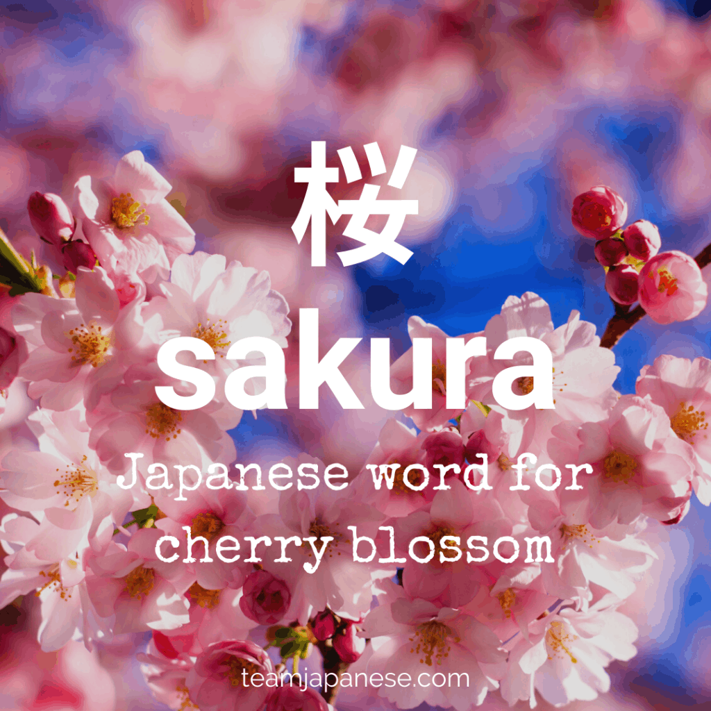 16+ Essential Japanese Words for Spring - Team Japanese
