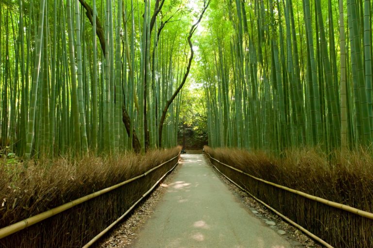 70+ Beautiful Japanese Nature Words to Inspire You - Team Japanese
