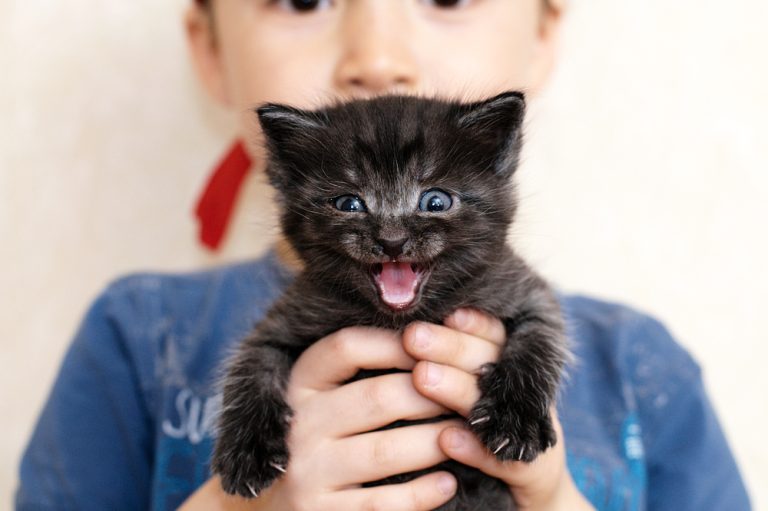 19+ Cute and Surprising Animal Sounds In Japanese (Nyaa-Nyaa!) - Team ...