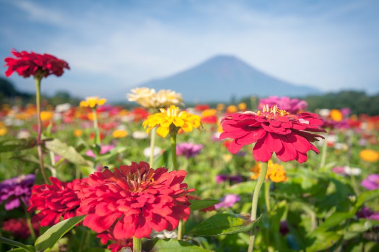 12+ Traditional Japanese Words For Flowers [and Their Meanings] - Team ...