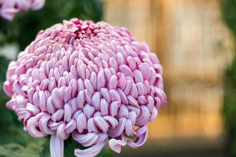 12+ Traditional Japanese Words For Flowers [and Their Meanings] - Team ...