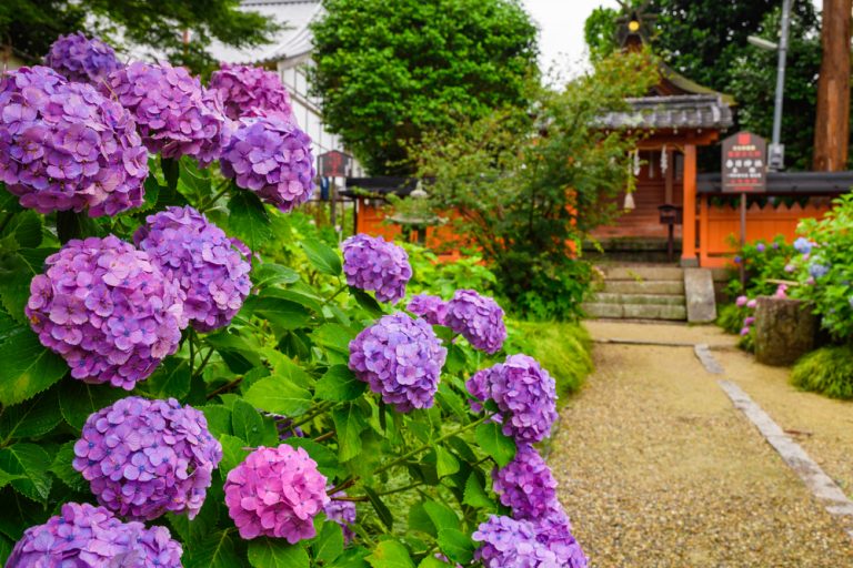 12+ Traditional Japanese Words For Flowers [and Their Meanings] - Team ...