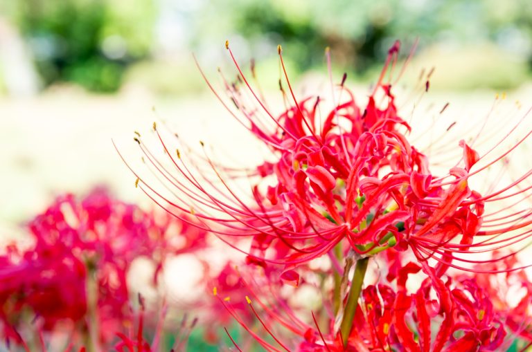 12+ Traditional Japanese Words For Flowers [and Their Meanings] - Team ...