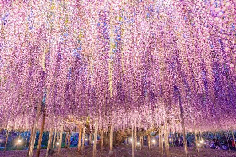 12+ Traditional Japanese Words For Flowers [and Their Meanings] - Team ...