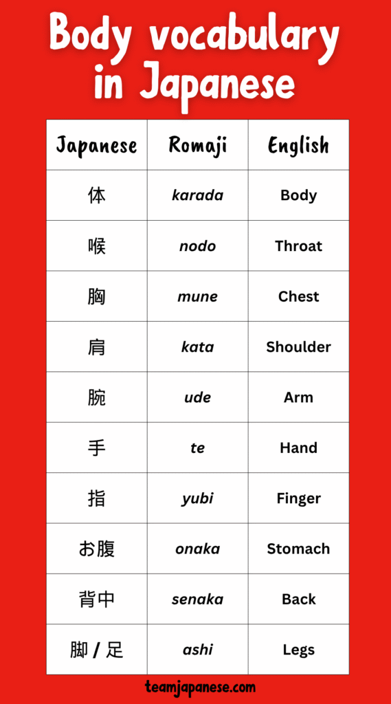 Body Parts in Japanese (Essential Vocabulary for Beginners) - Team Japanese