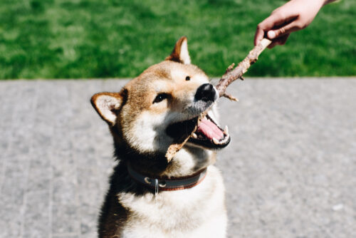 Pets in Japanese: Common Vocabulary Every Animal Lover Should Know ...