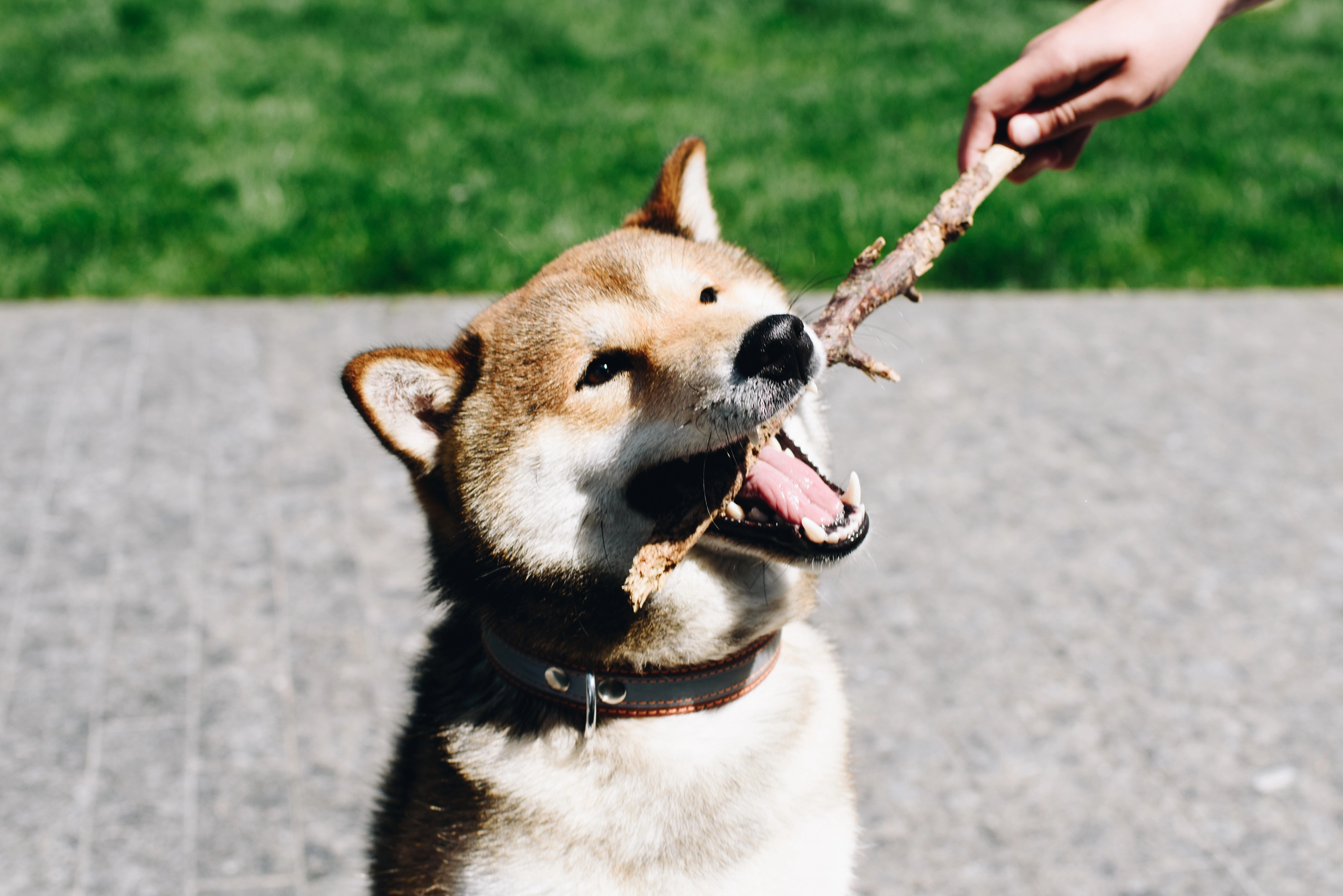 Pets in Japanese: Common Vocabulary Every Animal Lover Should Know ...